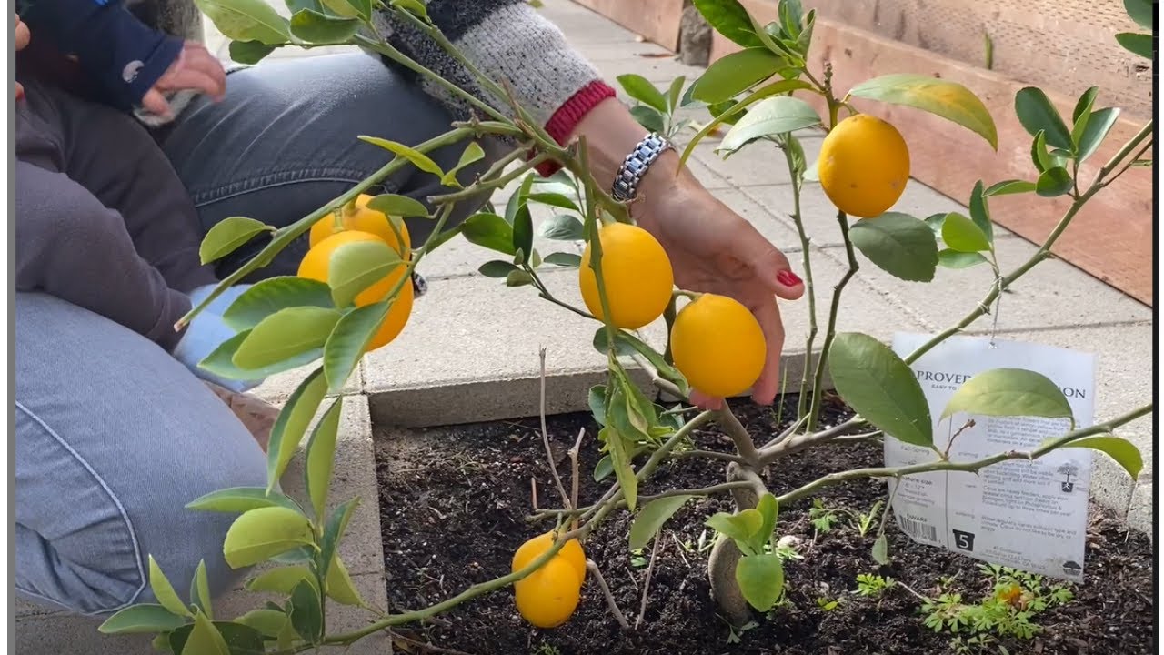 DWARF MEYER LEMON TREE | MEYER LEMON TREE | JOHN DAO - YouTube