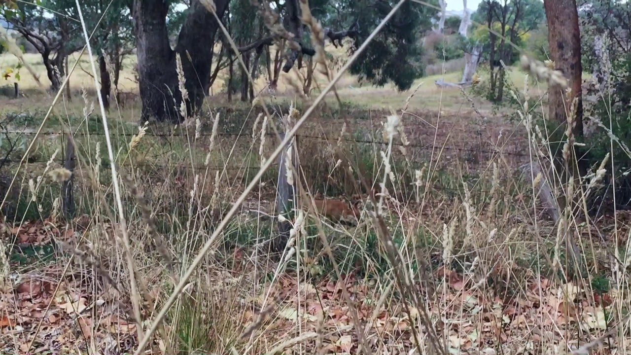 Silva Fox Whistle Lunchtime Entertainment - YouTube