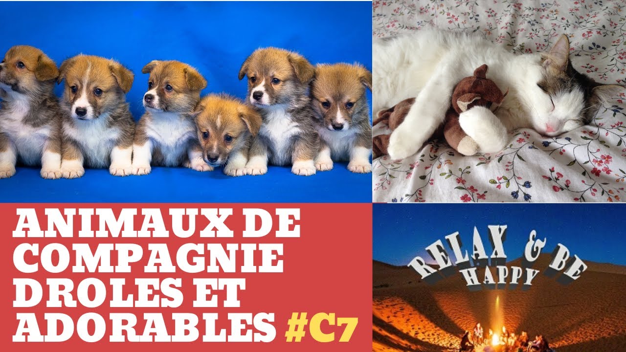 Hilarious and Cute Pets And Funny Animals #Compilation7 - Relax and Be ...