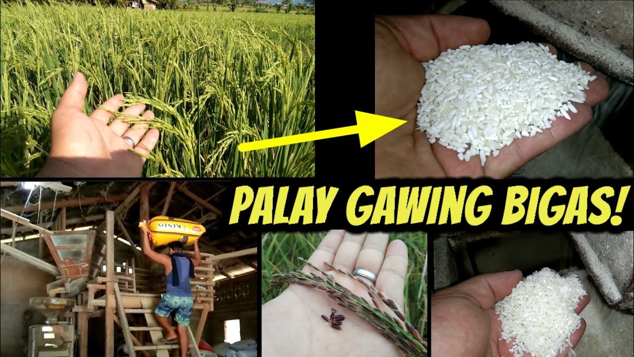 Paano ang pag process ng palay para gawing bigas - YouTube