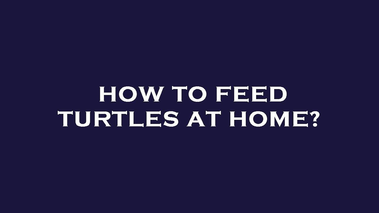 How to feed turtles at home? - YouTube