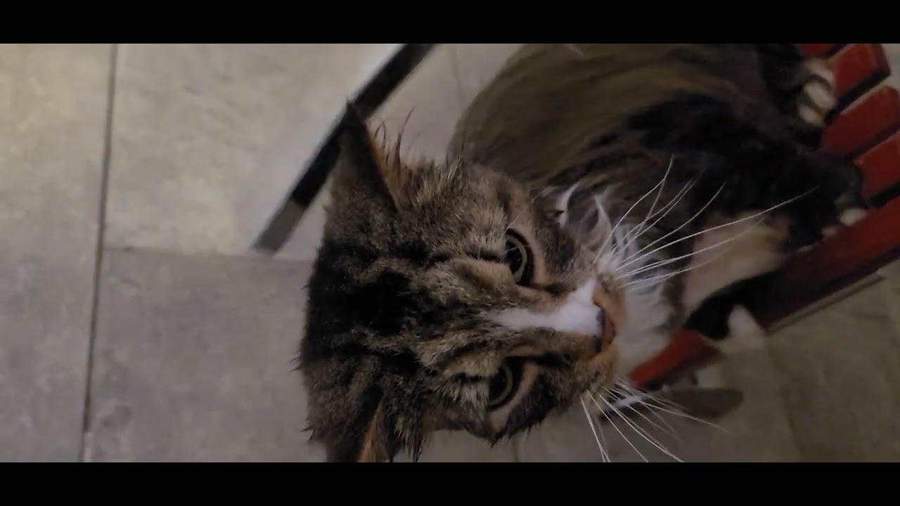 most chill cat with water - YouTube