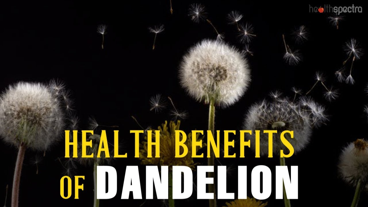 27 Rare And Unknown Dandelion Benefits You Didn’t Know Of
