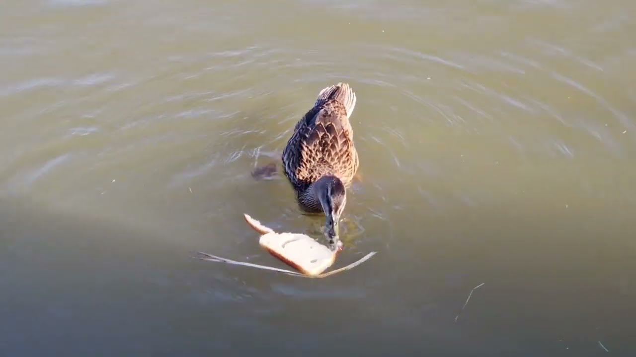 Let's Go meet with Ducks Family||🦆🦢||water Life||#austria #duckyvlog # ...