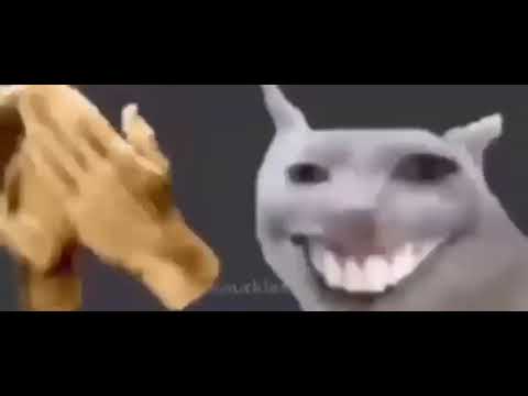 Goofy cat clapping while laughing - YouTube