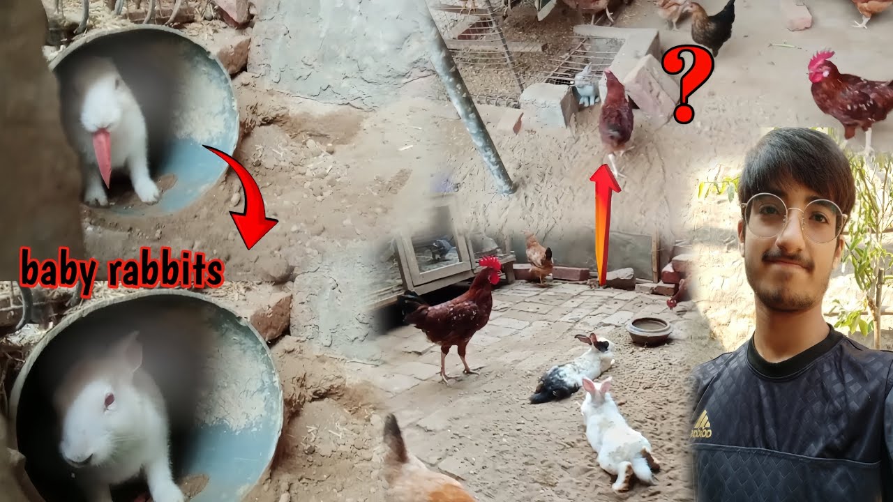 The rabbit's new house closed 🔐||phala Wala hi rapire kar raha ha😟 ...