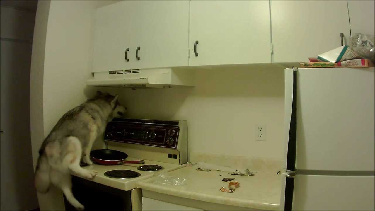 Husky gets on top of the fridge - YouTube
