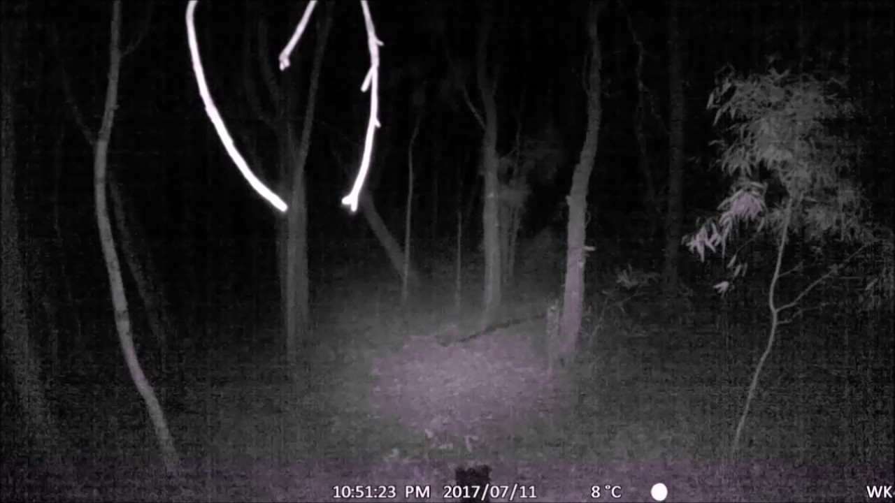 Tree Knocks Captured On Tree Camera - YouTube
