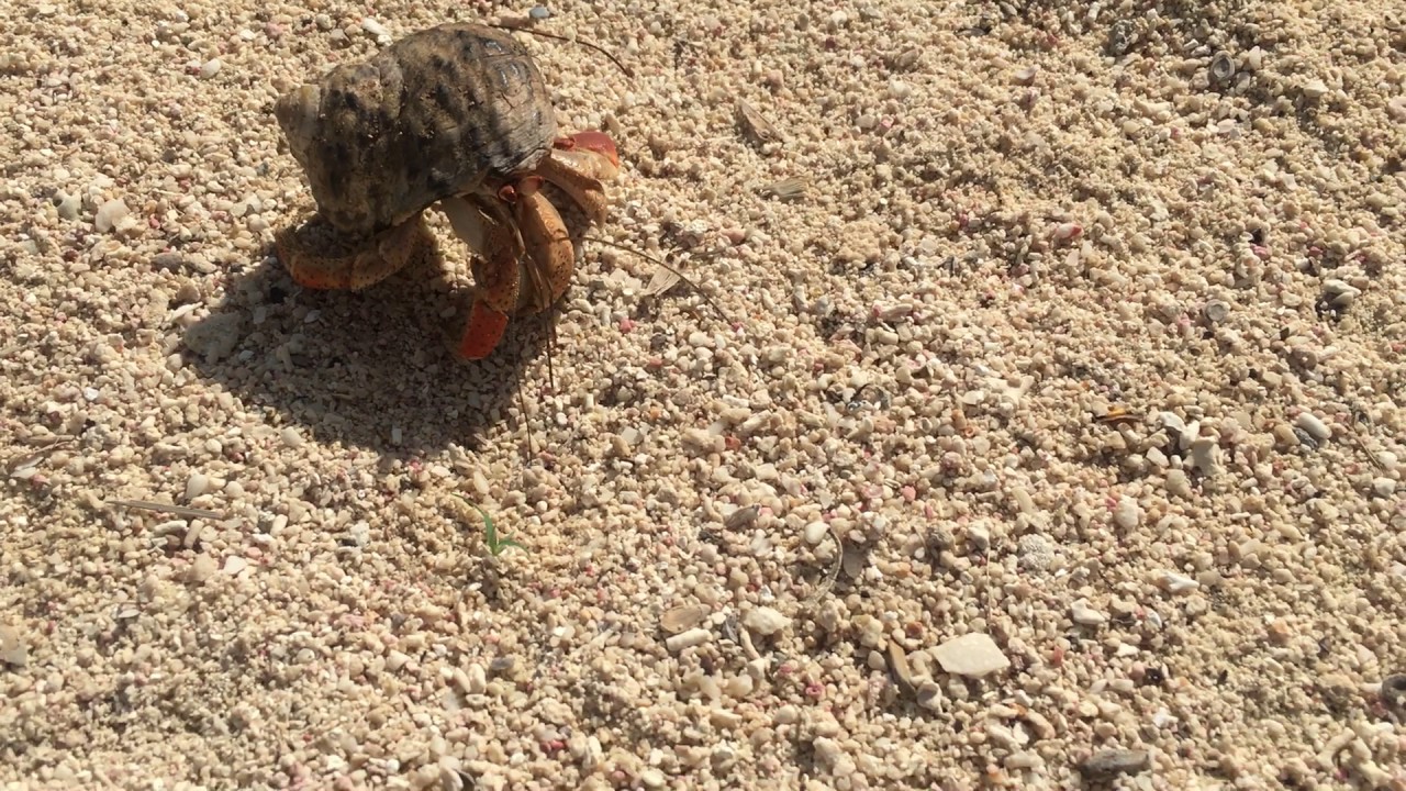 MMM Herman Crab - YouTube