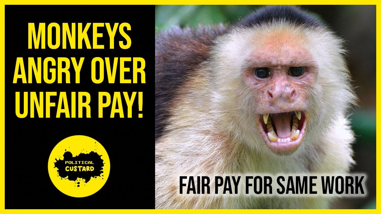 Angry Monkeys React To Unfair Pay (Experiments That Show Monkeys Are ...