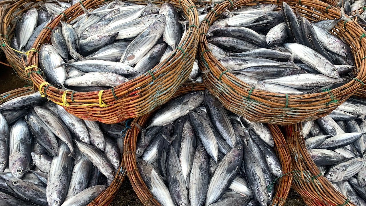 Black fish market BLACK skipjack, ready for export!!! - YouTube