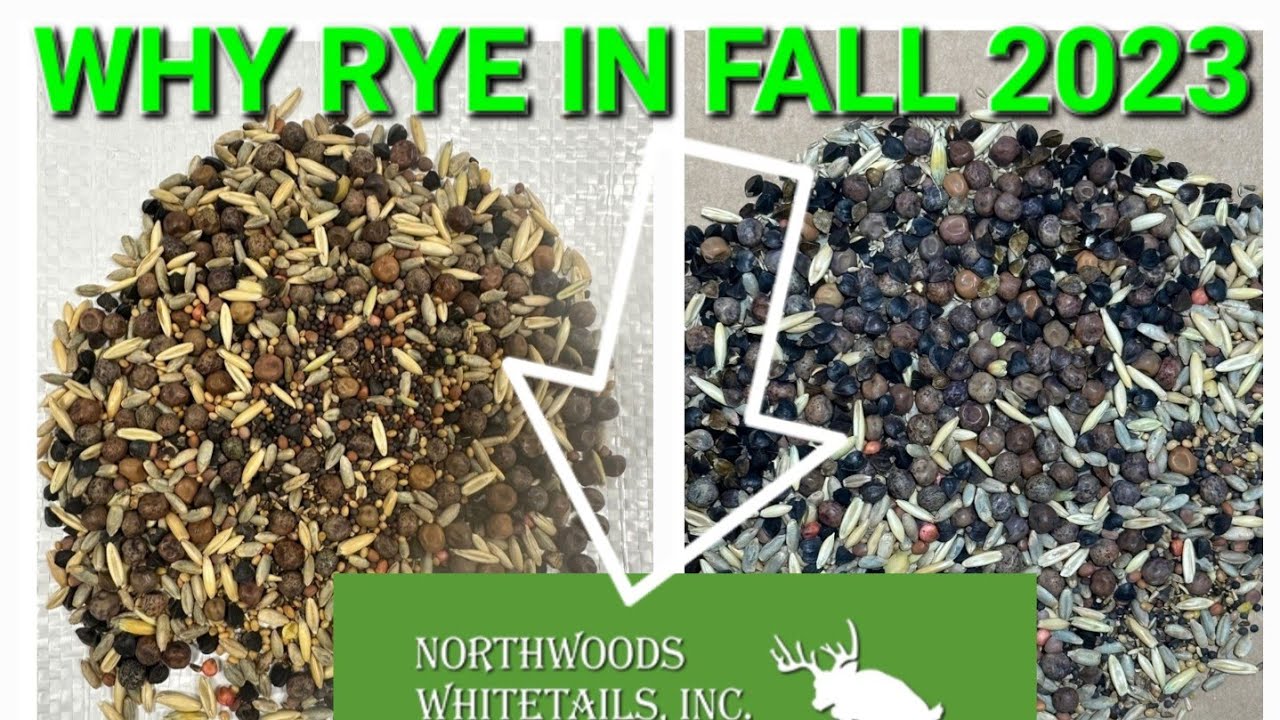 Why Rye in your Whitetail Food Plots - YouTube