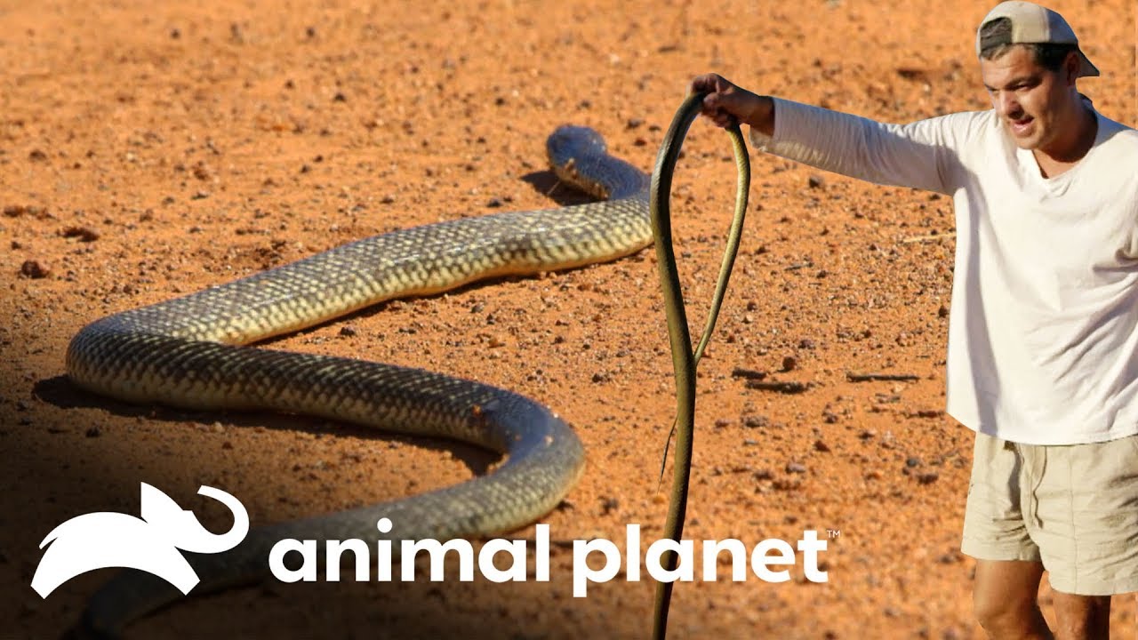 A dança da cobra australiana | Perdido na Austrália | Animal Planet ...