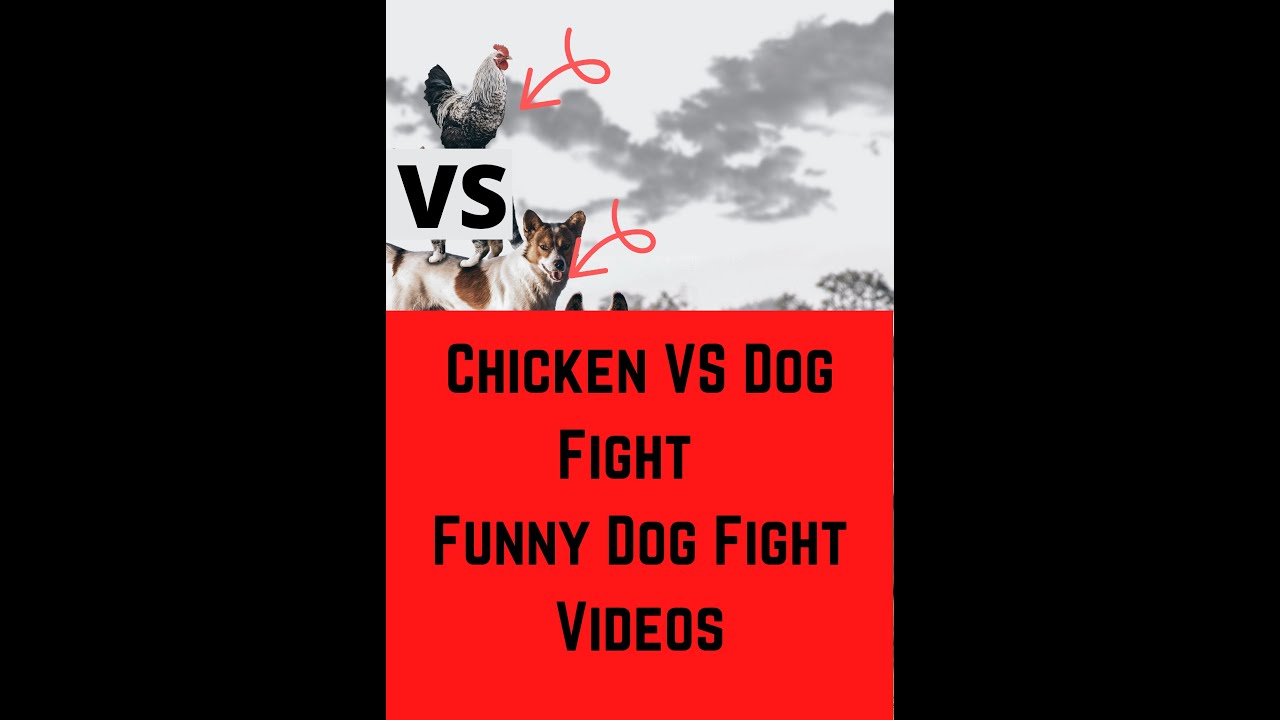 Chicken VS dog// funny dogs and Chicken videos - YouTube