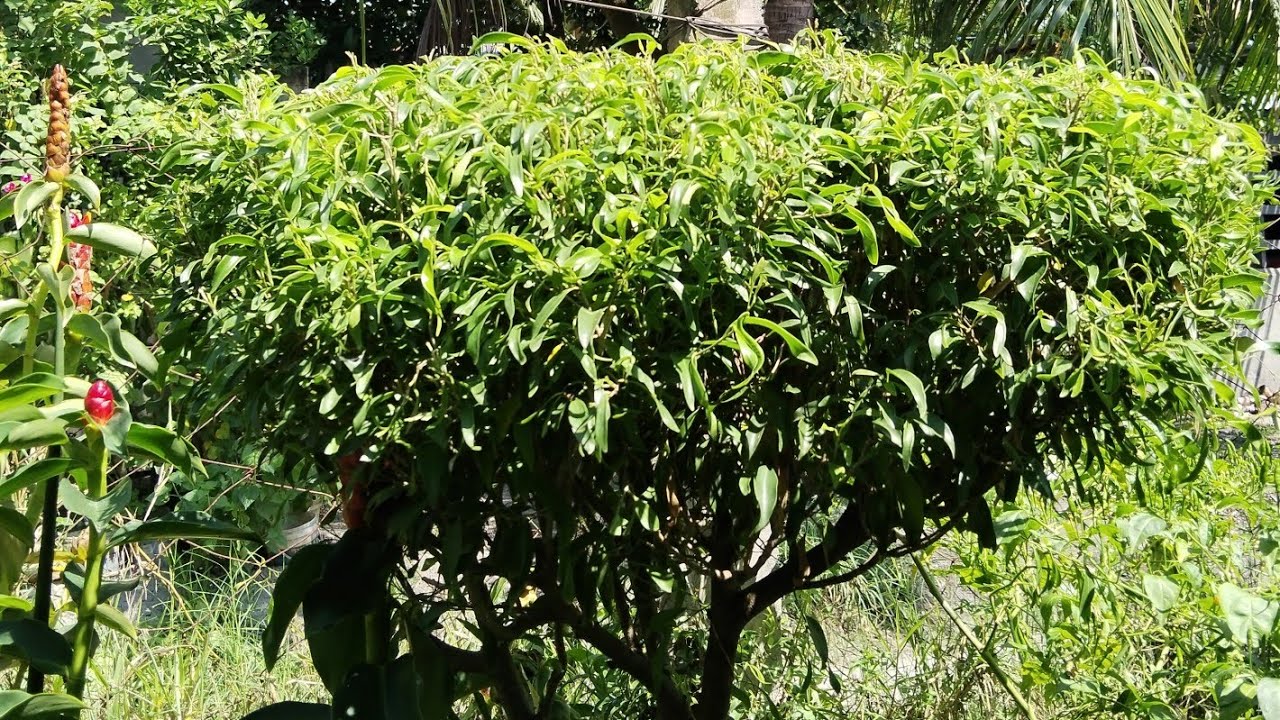 PART 2 I TRIMMING BALITE TREE NOT TO GROW FAST🌳🌱 I ATETREX77 - YouTube