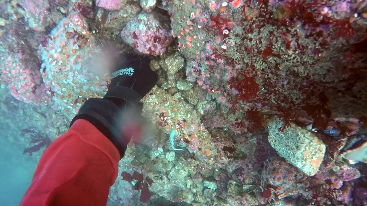 Breakwater Dive, 12:26:18 - YouTube