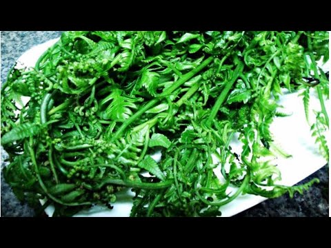 GINISANG PAKO and BENEFITS of EATING PAKO with PRITONG DANGGIT - YouTube