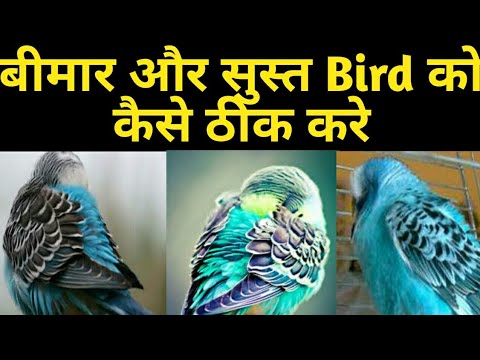 Birds Treatment Medicine | Australian parrots Disease And Medicines ...