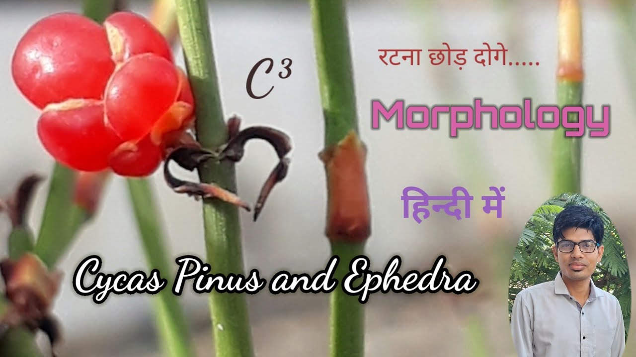 Morphology of Cycas, Pinus & Ephedra | हिन्दी में #c³ | #bsc_B.Ed | bio ...