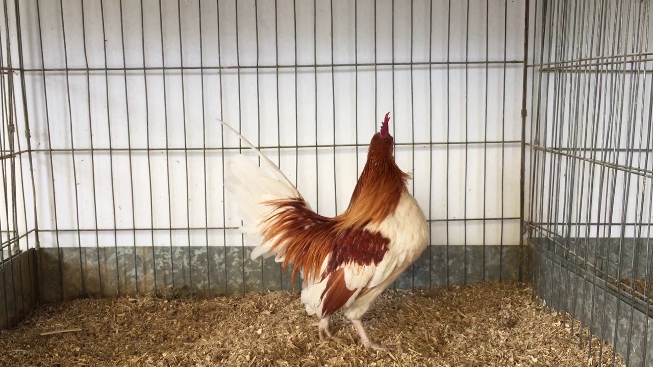 Gallitos Aztecas criadero San Matías Reproductores canelos ( Red pyle ...