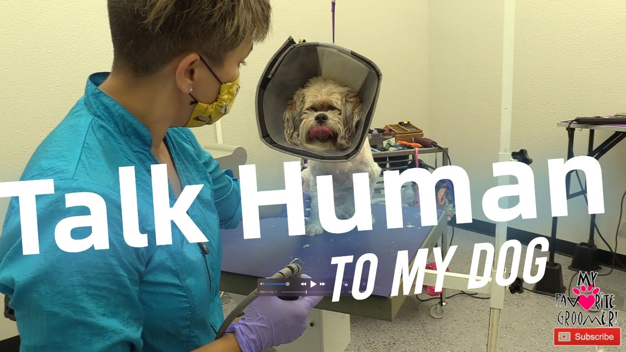 Talking to Dogs Like a Human - YouTube