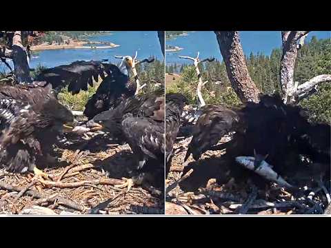 SANDY SWALLOWS A FISH WHOLE!!! YOU WON'T BELIEVE WHAT HAPPENS NEXT!! 🐟  Big Bear FOBBVCAM 6.10.26