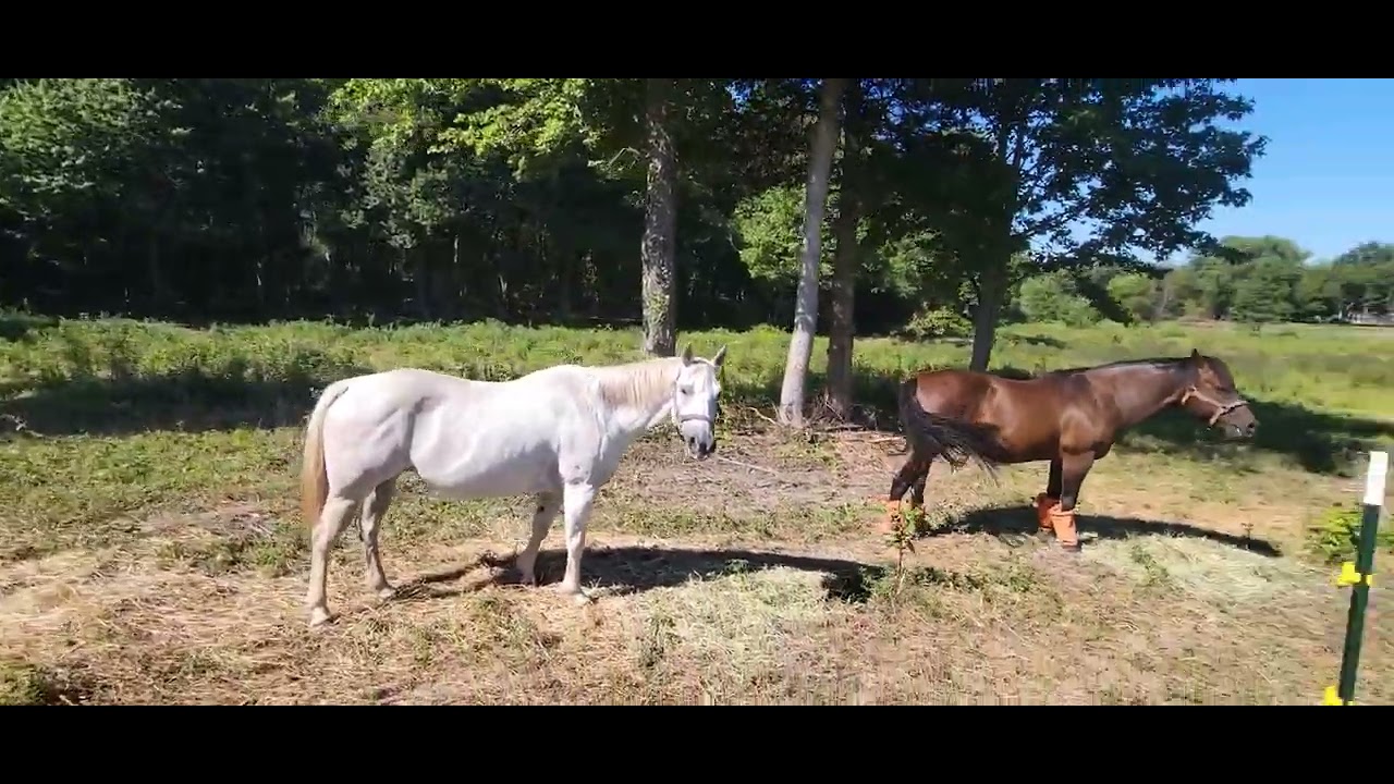 Sharing Horses with Humans llc, experience - YouTube