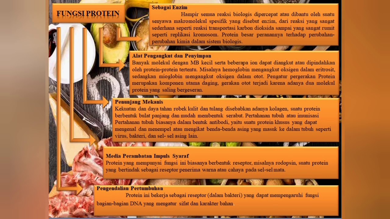Peta konsep protein ( biokimia ) - YouTube