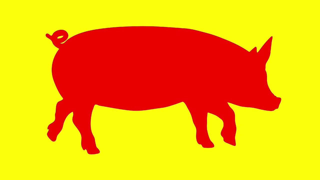 돼지 비트(Pig beat) - YouTube