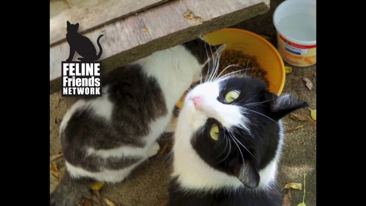 Feline Friends Network - YouTube