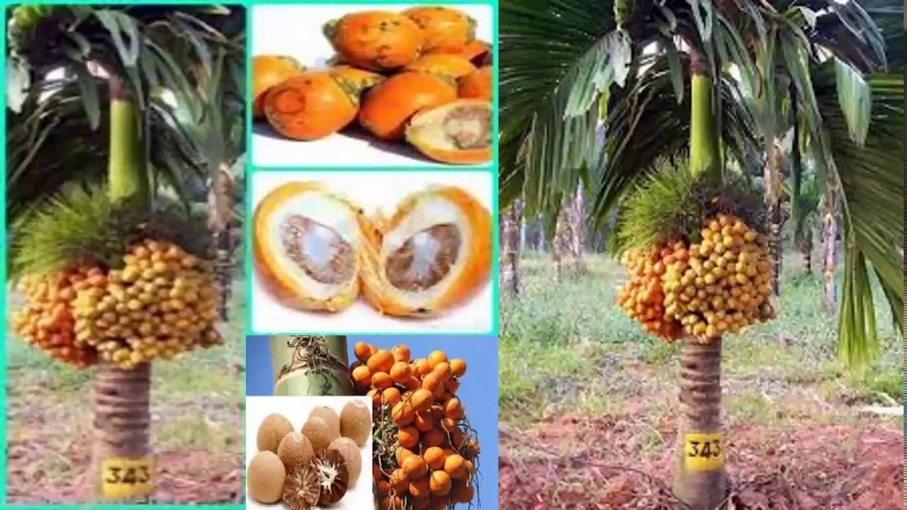 Supari(Areca Nut) - YouTube