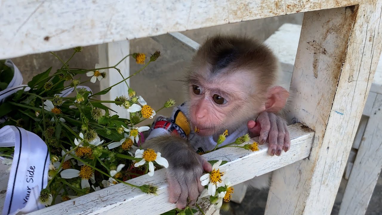 Baby monkey ZIM is cheerful and happy everywhere | Monkey Zim - YouTube