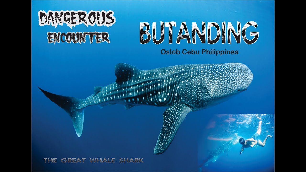 The Biggest BUTANDING in OSLOB CEBU THE GREAT WHALE SHARK Watching ...