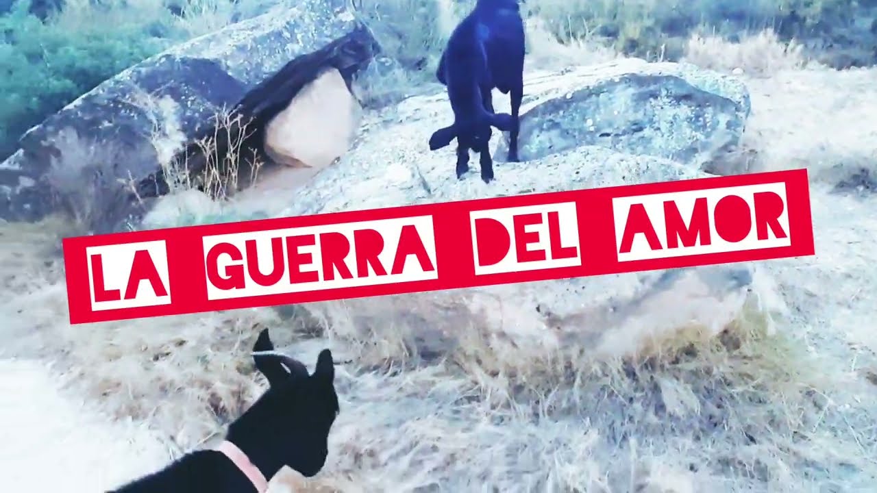 Goat Mating Season Goats in Rut Animal Husbandry Permaculture Off-Grid ...