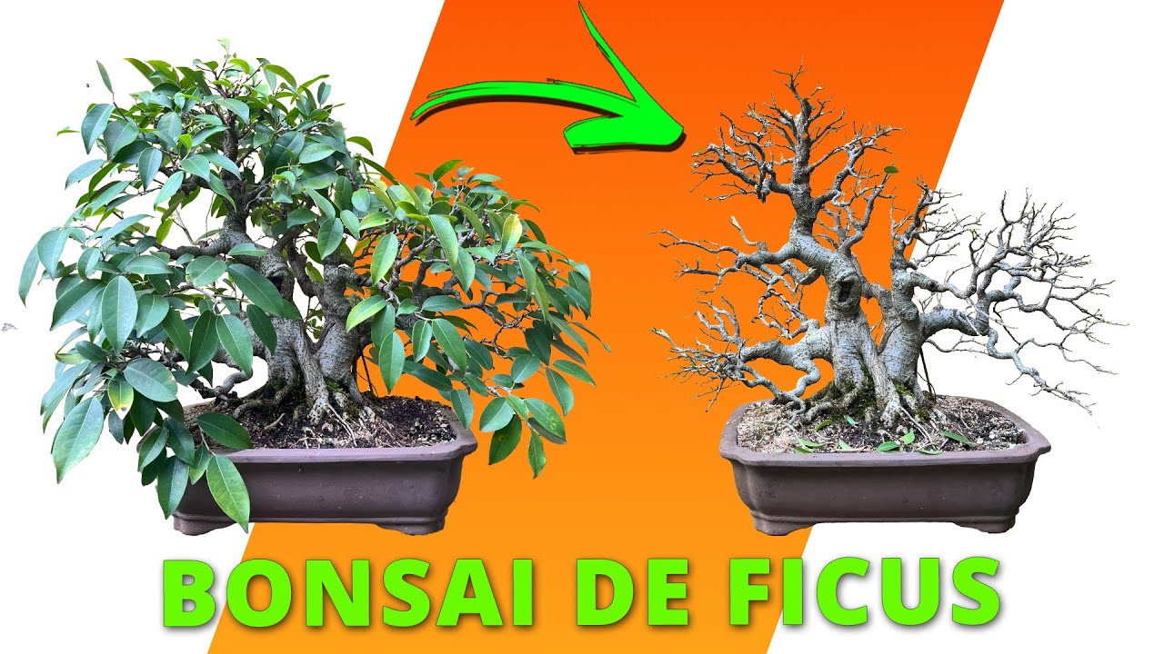 Como manter seu Bonsai no Caminho Certo! - Ficus Mata Pau!! - YouTube