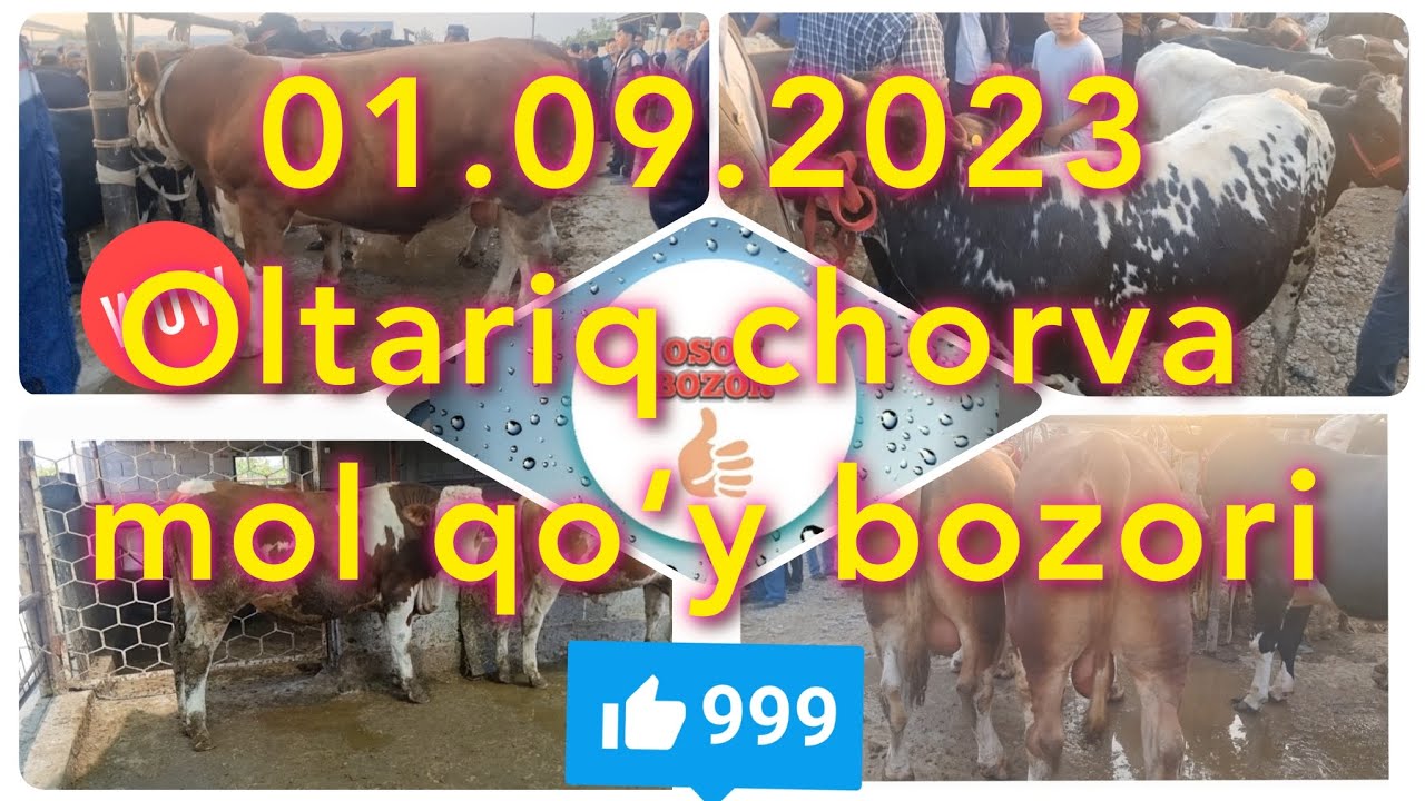 01.09.2023 Oltiariq chorva mol qo'y bozori #simental #angus #angust # ...