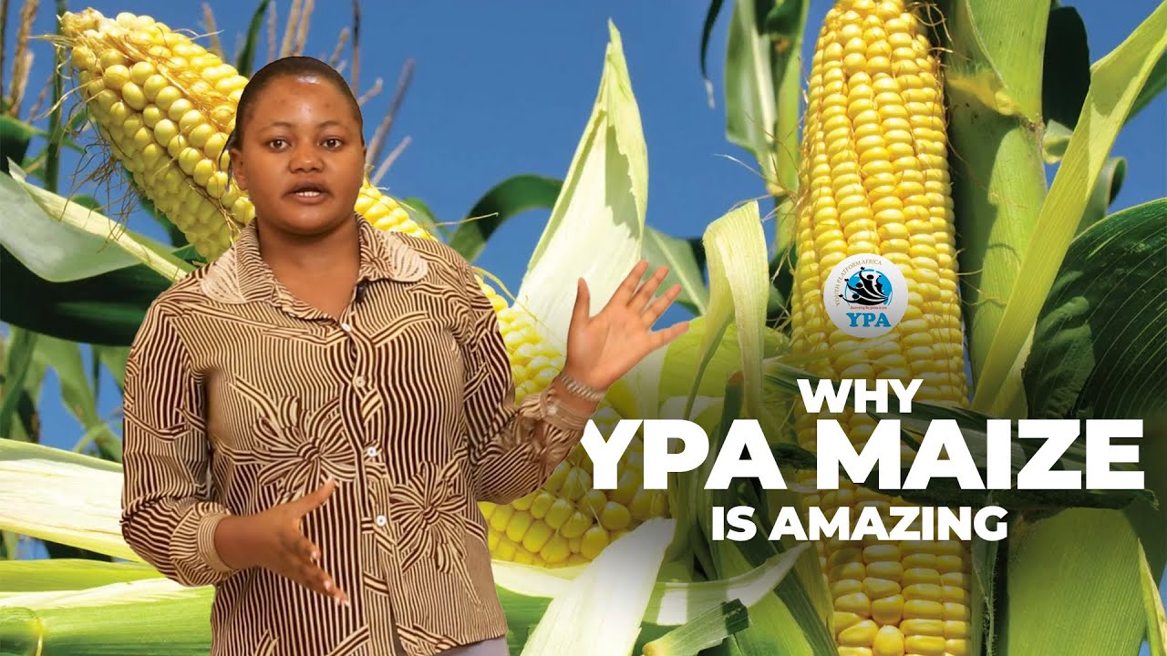 THE AMAZING YPA MAIZE - YouTube