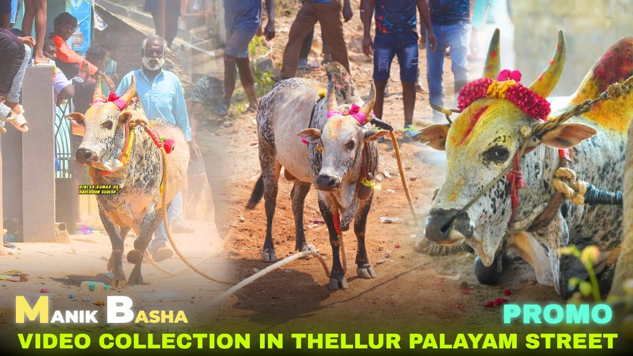 Manik Basha 💥 தெள்ளூர் பாளையம் களத்தின் video collection promo || # ...