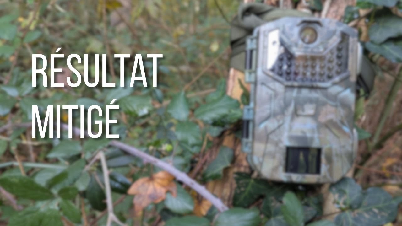 Je pose un piège photo 3 semaines en forêt. - YouTube