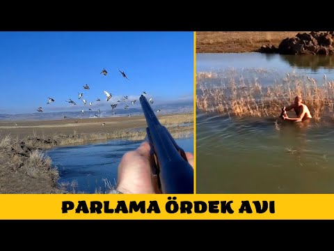 ÖRDEKLER PATIR PATIR DÜŞTÜ - ÖRDEK AVI - Duck Hunting - Chasse au canard - Entenjagd