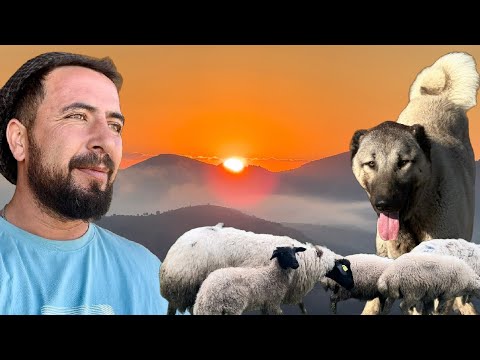 ÇOBANI OLMAYAN KOYUN SÜRÜSÜ / KANGAL KÖPEKLERİNİN SÜRÜ YÖNETİMİ / BELGESEL 4K