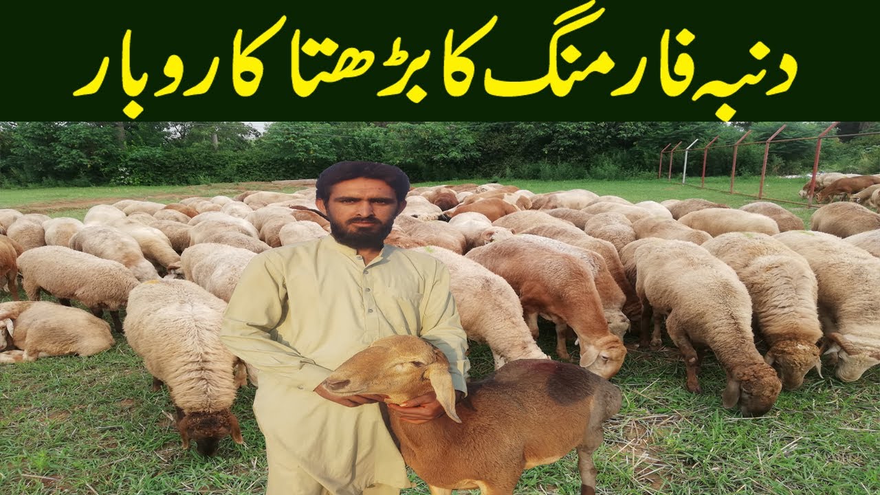 Dumba Farm in Pakistan | Turkey Dumba Farm in Pakistan | Dumba Farming ...