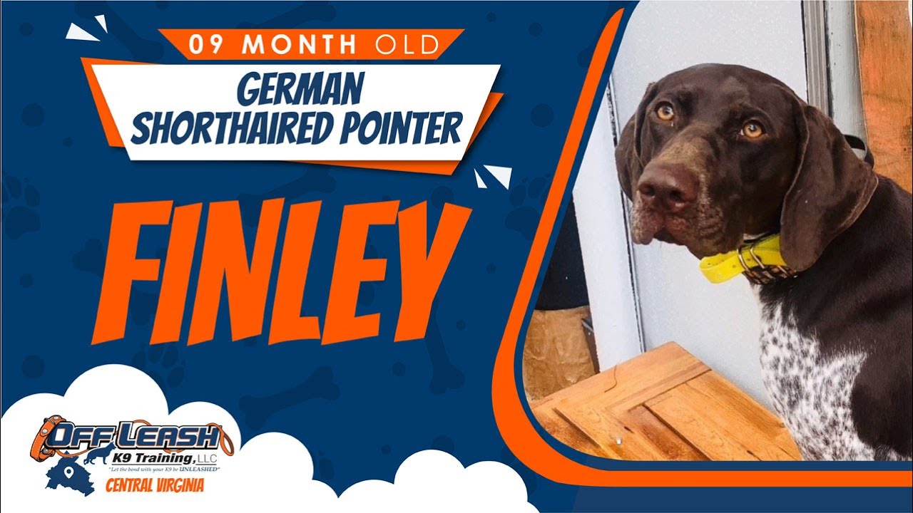9 M/O German Shorthaired Pointer (Finley) | Fredericksburg, Va | Best ...