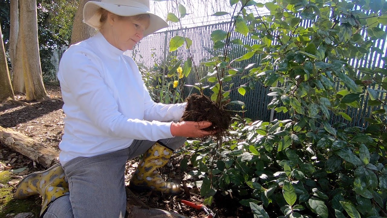 Clone Plants Naturally with Ground Layering - YouTube