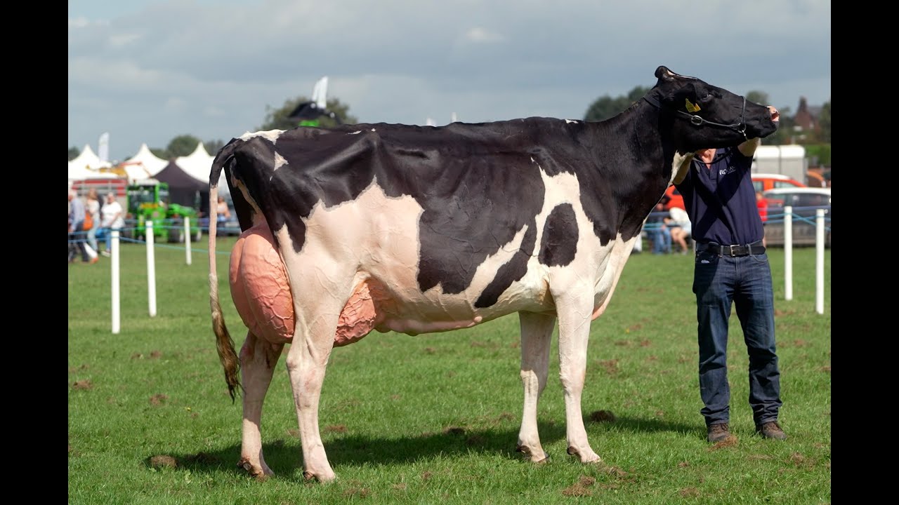 Champion of Champions at Dumfries Show..Ayrshire vs Brown-Swiss vs ...