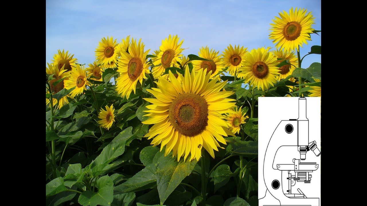 Helianthus Stem Under Microscope - YouTube