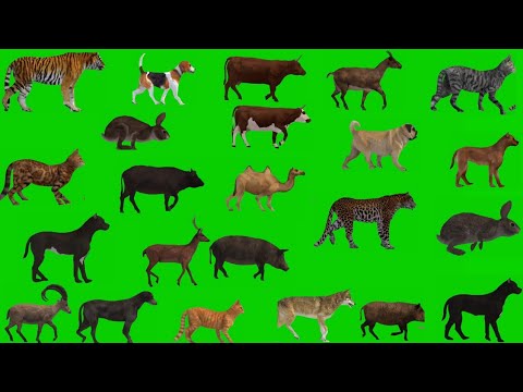 Animal Green Screen Video | Green Screen Animals Walking | Free to Use ...