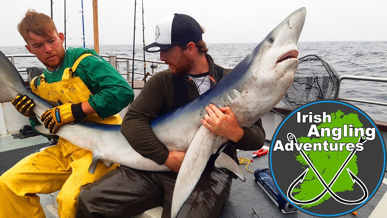 Courtmacsherry Blues #SharkFishing - YouTube