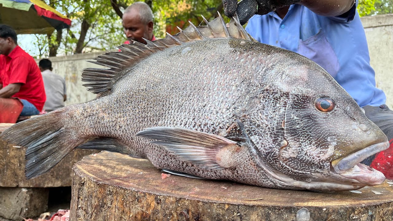 ODHADI FISH 🐠||KASIMEDU FISH MARKET 🏖️🌊 - YouTube