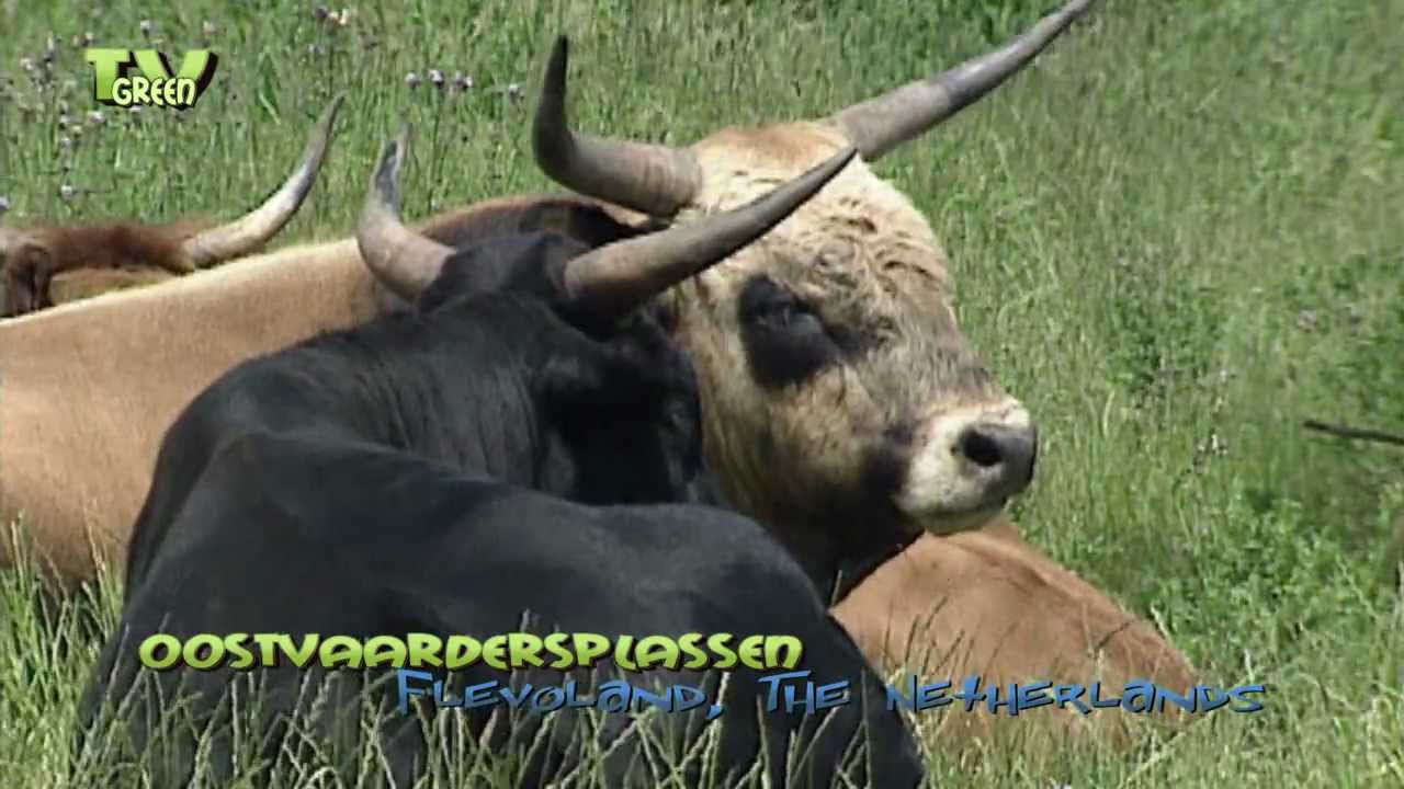Grote Grazers - Large Herbivores: Heckrund - Heck Cattle - YouTube